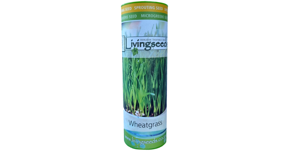 Buy Living Seeds Wheatgrass Sprouting & Microgreen Seeds Online ...