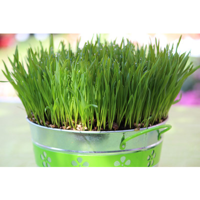 Buy Living Seeds Wheatgrass Sprouting & Microgreen Seeds Online ...