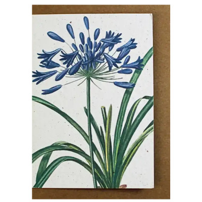 Buy Growing Paper Agapanthus Greeting Card Online | Faithful to Nature