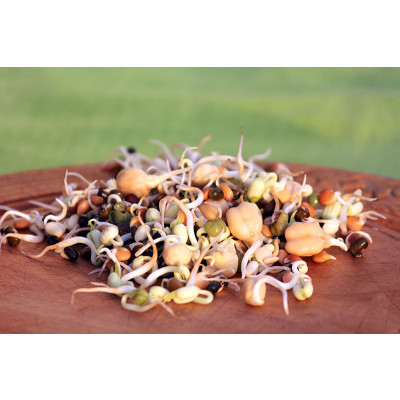 Buy Living Seeds Stir-Fry Blend Sprouting & Microgreen Seeds Online | Faithful to Nature