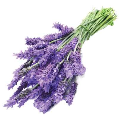 Buy Microgarden Plant Pod - Lavender Tea Online | Faithful to Nature