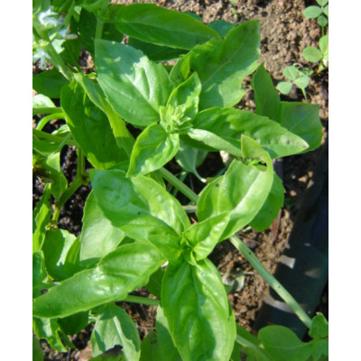Buy Sandveld Seeds Basil - Sweet Online | Faithful to Nature