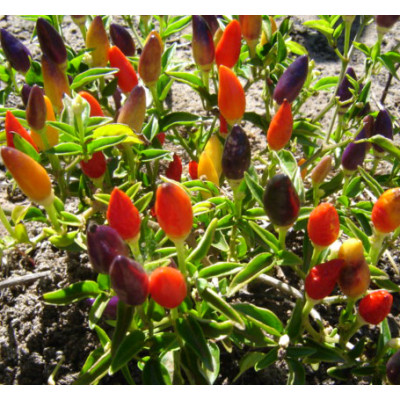Buy Sandveld Seeds Bird's Eye Chilli Online | Faithful to Nature