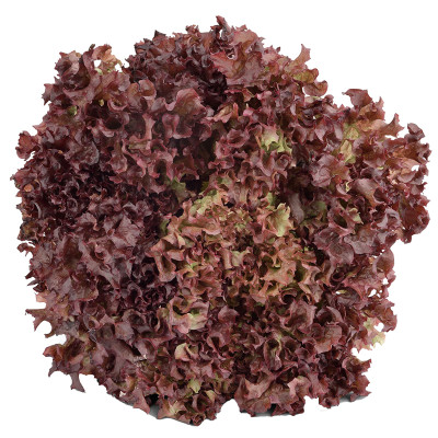 Buy Sandveld Seeds Lollo Rosso Lettuce Online | Faithful to Nature