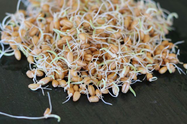Buy Living Seeds Vitality Mix Sprouting & Microgreen Seeds Online ...