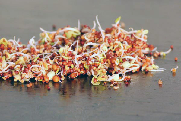 Buy Living Seeds Vitality Mix Sprouting & Microgreen Seeds Online ...