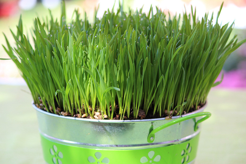 Buy Living Seeds Wheatgrass Sprouting & Microgreen Seeds Online ...