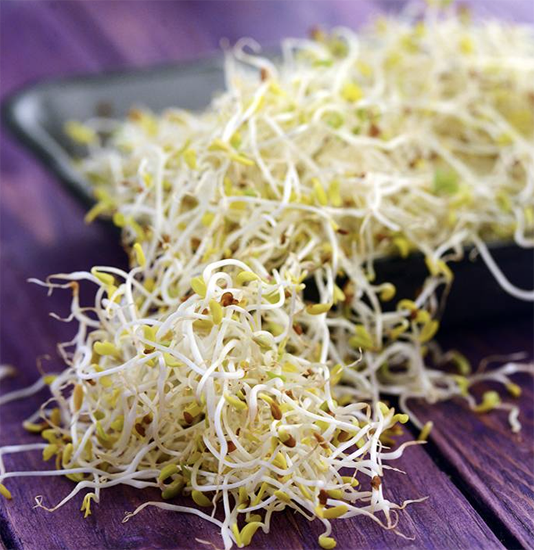 Buy Kitchen Garden Alfalfa Sprouting Seeds Online | Faithful to Nature