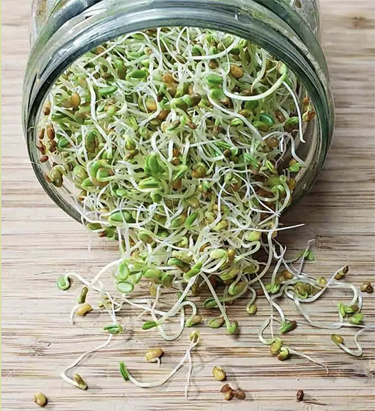 Buy Kitchen Garden Red Clover Sprouting Seeds 100g Online | Faithful to Nature