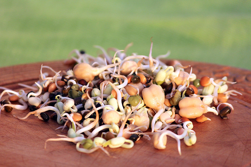 Buy Living Seeds Stir-Fry Blend Sprouting & Microgreen Seeds Online ...