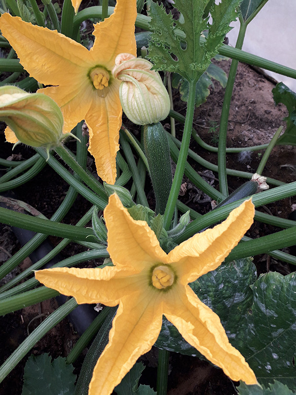 Buy Sandveld Seeds Baby Marrow Online | Faithful to Nature