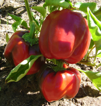 Buy Sandveld Seeds Jumbo Red Pepper Online | Faithful to Nature