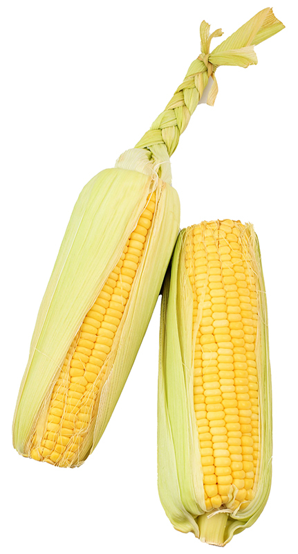 Buy Sandveld Seeds Golden Bantam Maize - Sweet Corn Online | Faithful ...