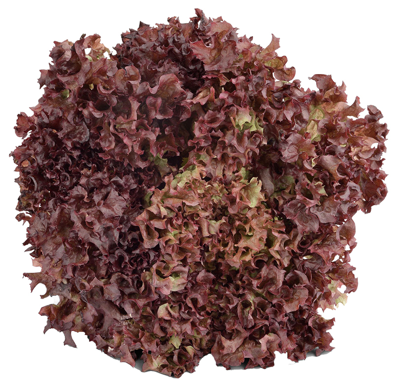 Buy Sandveld Seeds Lollo Rosso Lettuce Online | Faithful to Nature